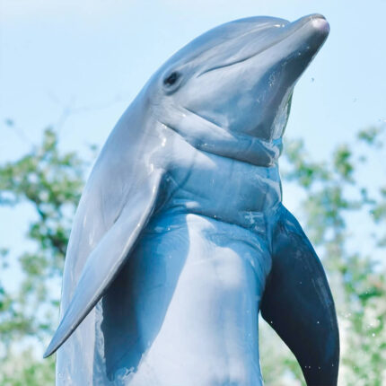 Our Dolphins – Island Dolphin Care