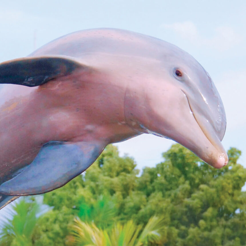 Our Dolphins – Island Dolphin Care