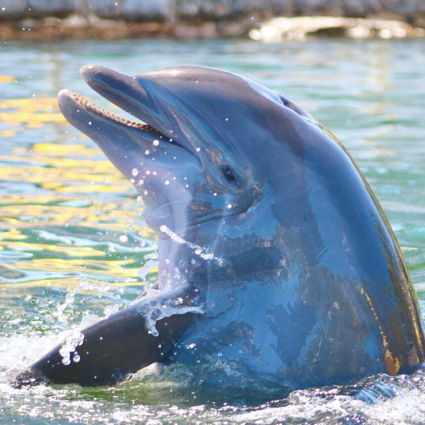 Our Dolphins – Island Dolphin Care