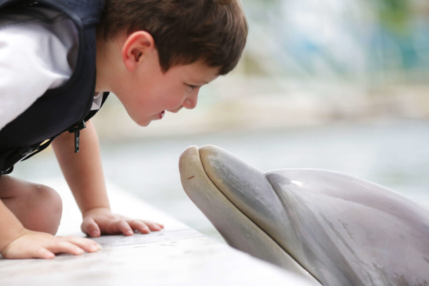 Island Dolphin Care – Animal Based Therapy For Families & Veterans
